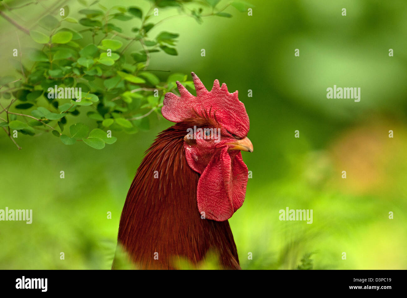 PORTRAIT OF A COCKEREL IN WOODLAND UK Stock Photo - Alamy