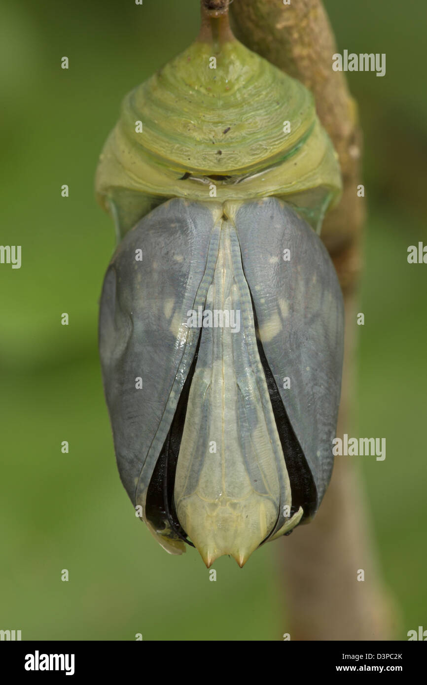 Blue Morpho (Morpho peleides) , tropical rainforest, Costa Rica, adult ...