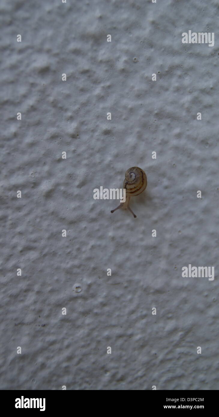 Snail on the wall Stock Photo - Alamy