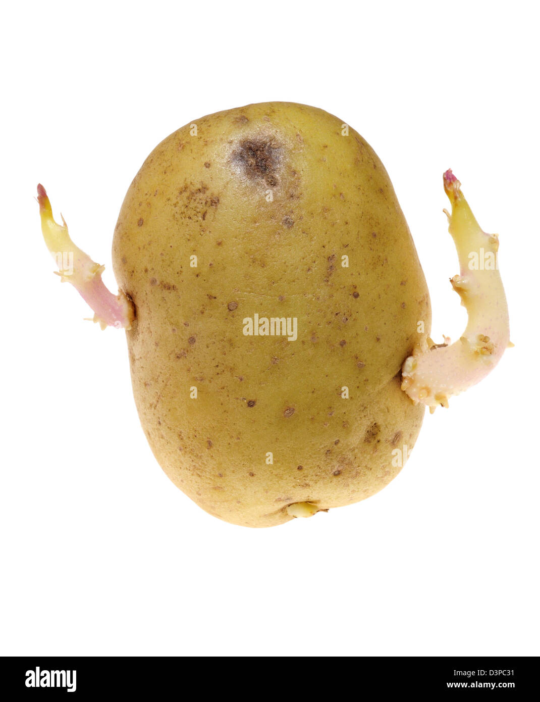 Vegetable food potato potato sprout hi-res stock photography and images ...