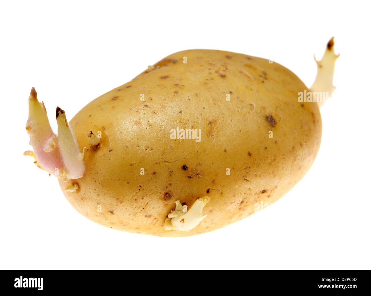 Vegetable food potato potato sprout hi-res stock photography and images ...