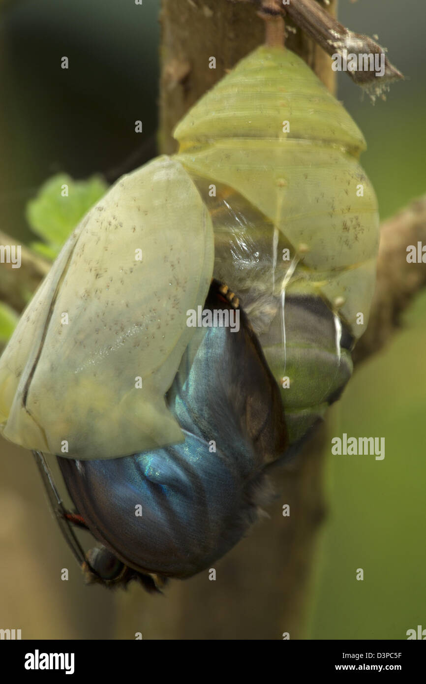 Blue Morpho (Morpho peleides) , tropical rainforest, Costa Rica, adult ...
