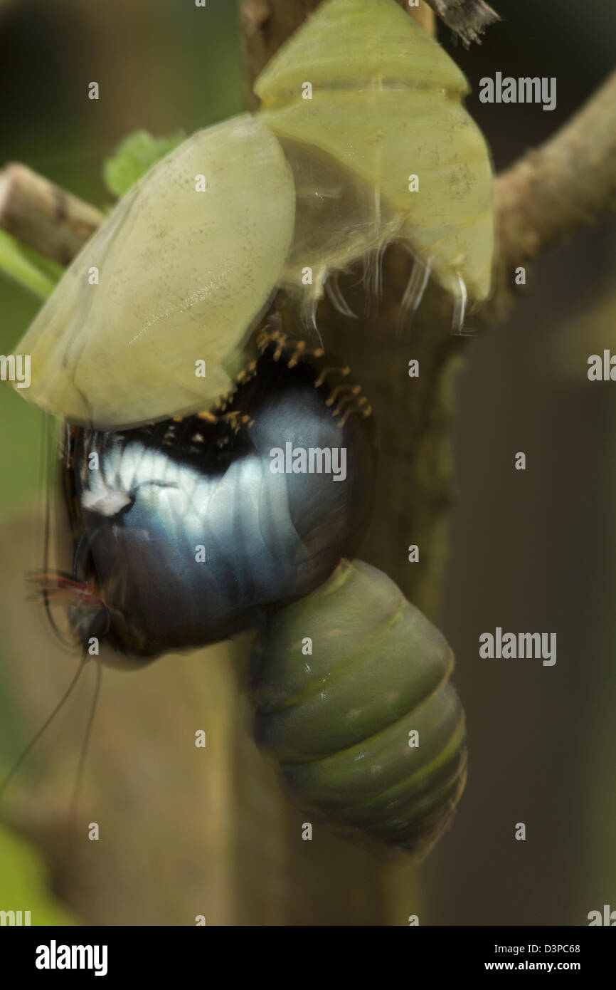 Morpho blue butterfly emerging hi-res stock photography and images - Alamy