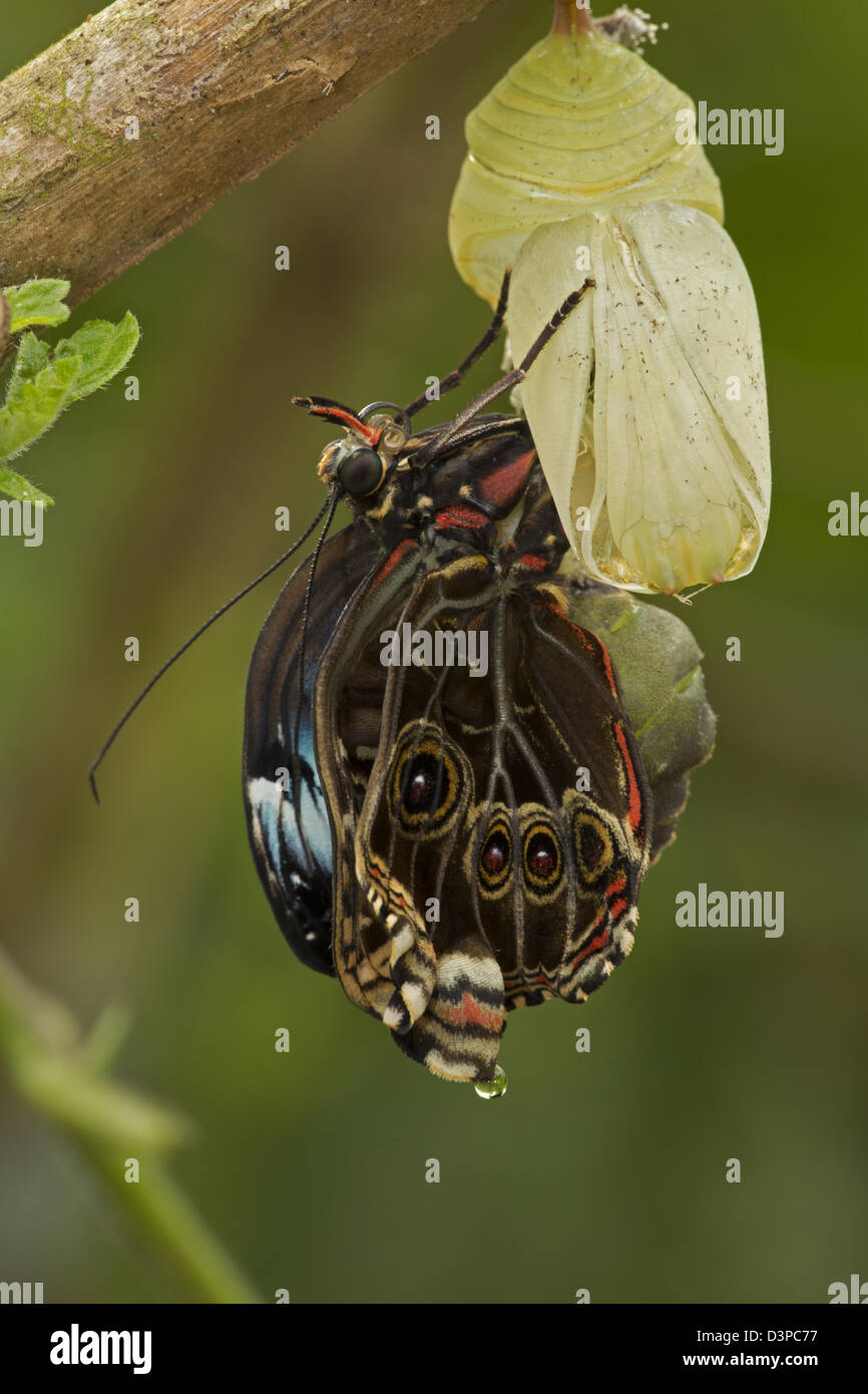 Blue Morpho (Morpho peleides) , tropical rainforest, Costa Rica, adult ...