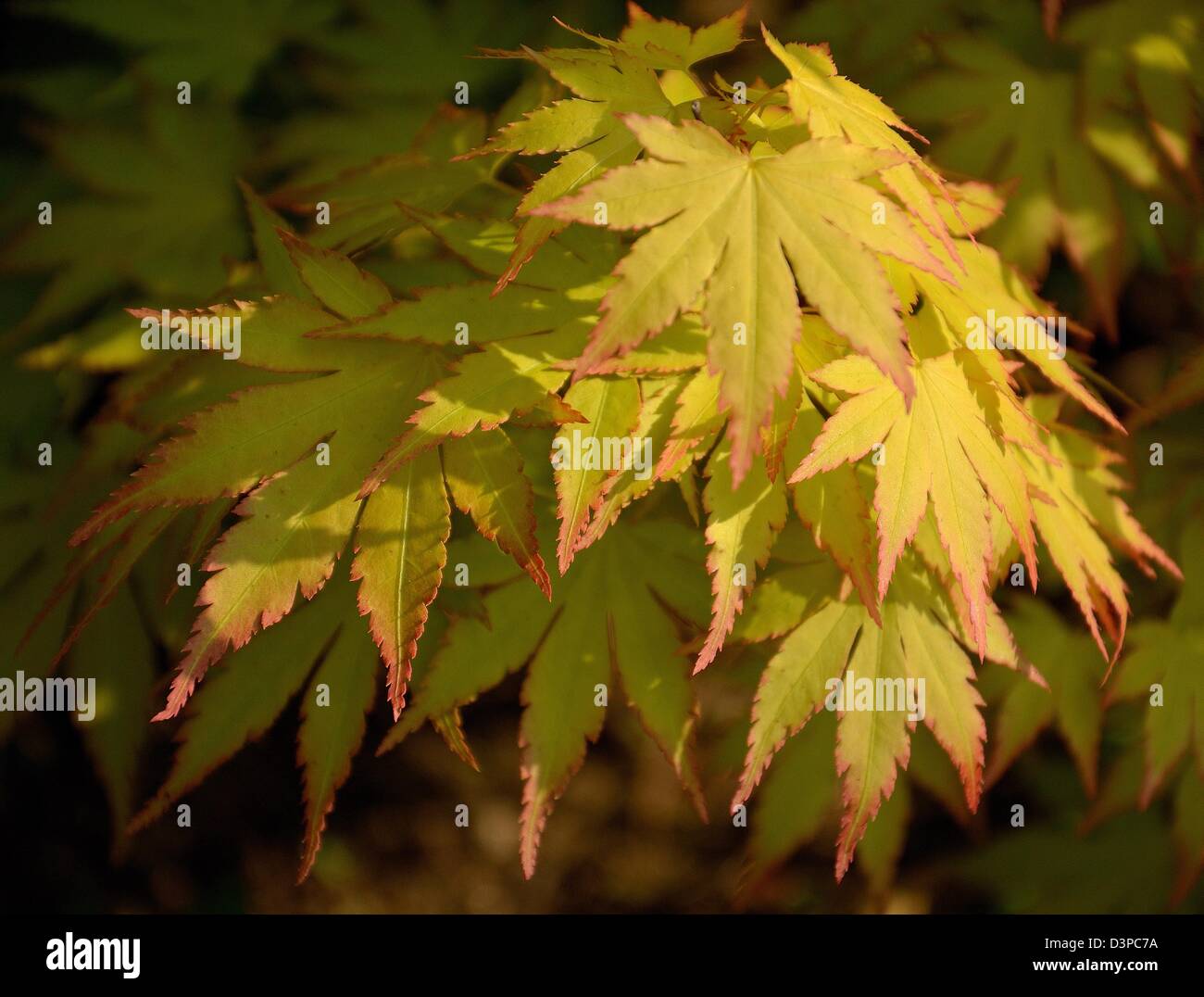 A close up of new yellow spring leaves of a variety of Acer palmatum ...
