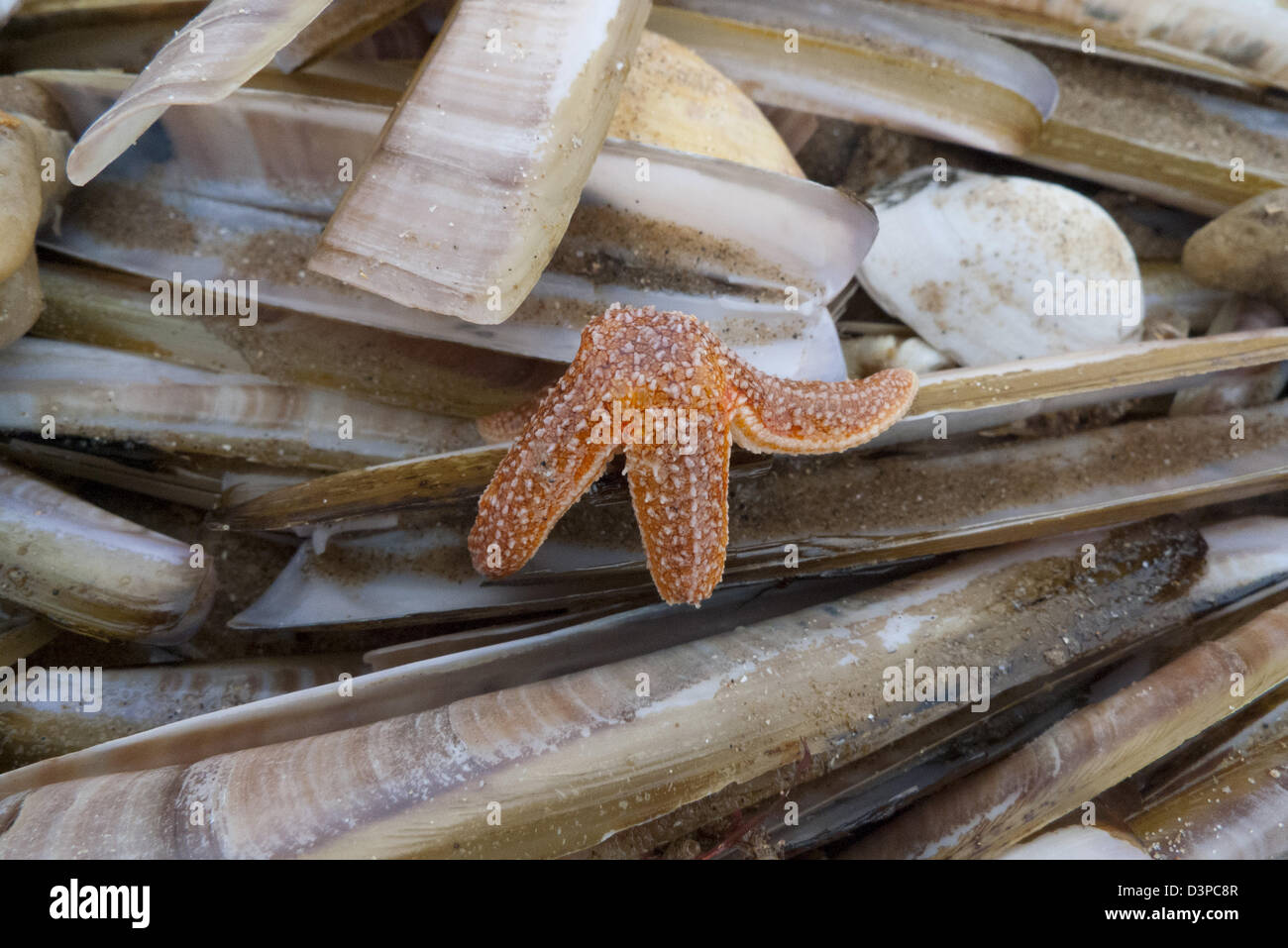 Common starfish hi-res stock photography and images - Alamy