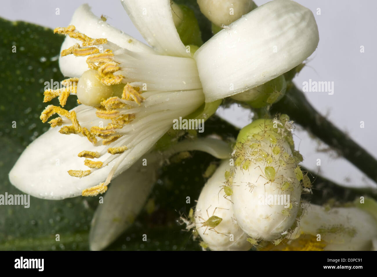 Mottled arum aphid, Aulacorthum circumflexum, infestation and honeydew ...