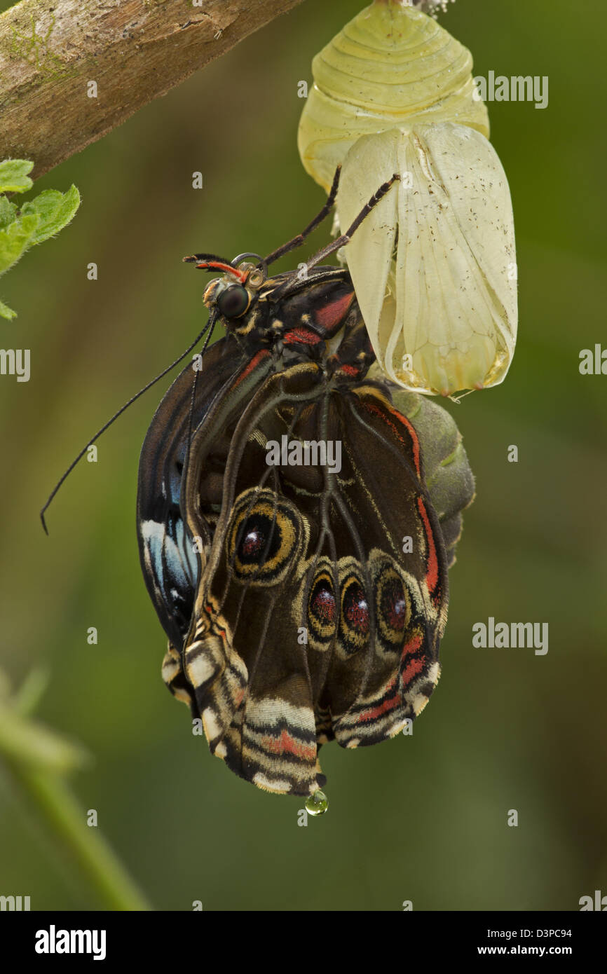 Blue Morpho (Morpho peleides) , tropical rainforest, Costa Rica , adult ...