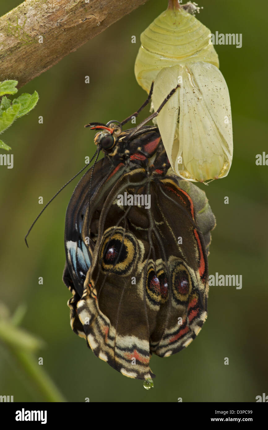 Blue Morpho (Morpho peleides) , tropical rainforest, Costa Rica , adult ...