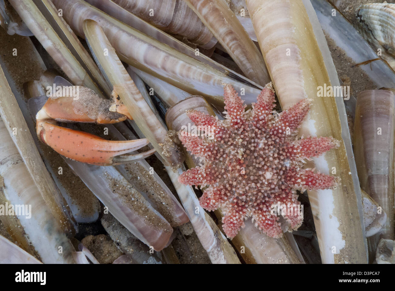 Strandline Flotsam, Common Sun Star(Crossaster papposus) and Razor ...