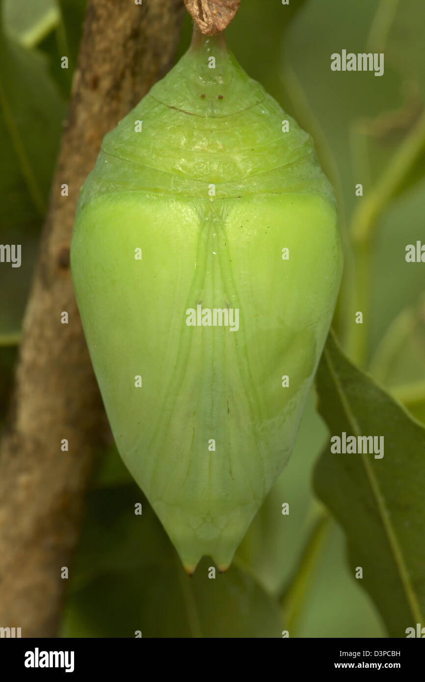Blue Morpho (Morpho peleides) , tropical rainforest, Costa Rica, pupa ...