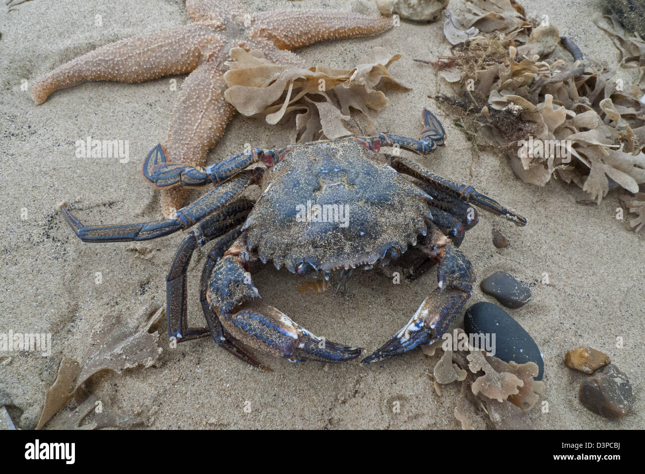 Strandline Flotsam, Velvet Swimming Crab (Necora puber Stock Photo - Alamy