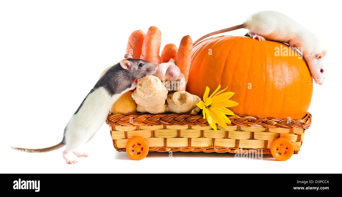 rats with ripe vegetables on a white background Stock Photo - Alamy