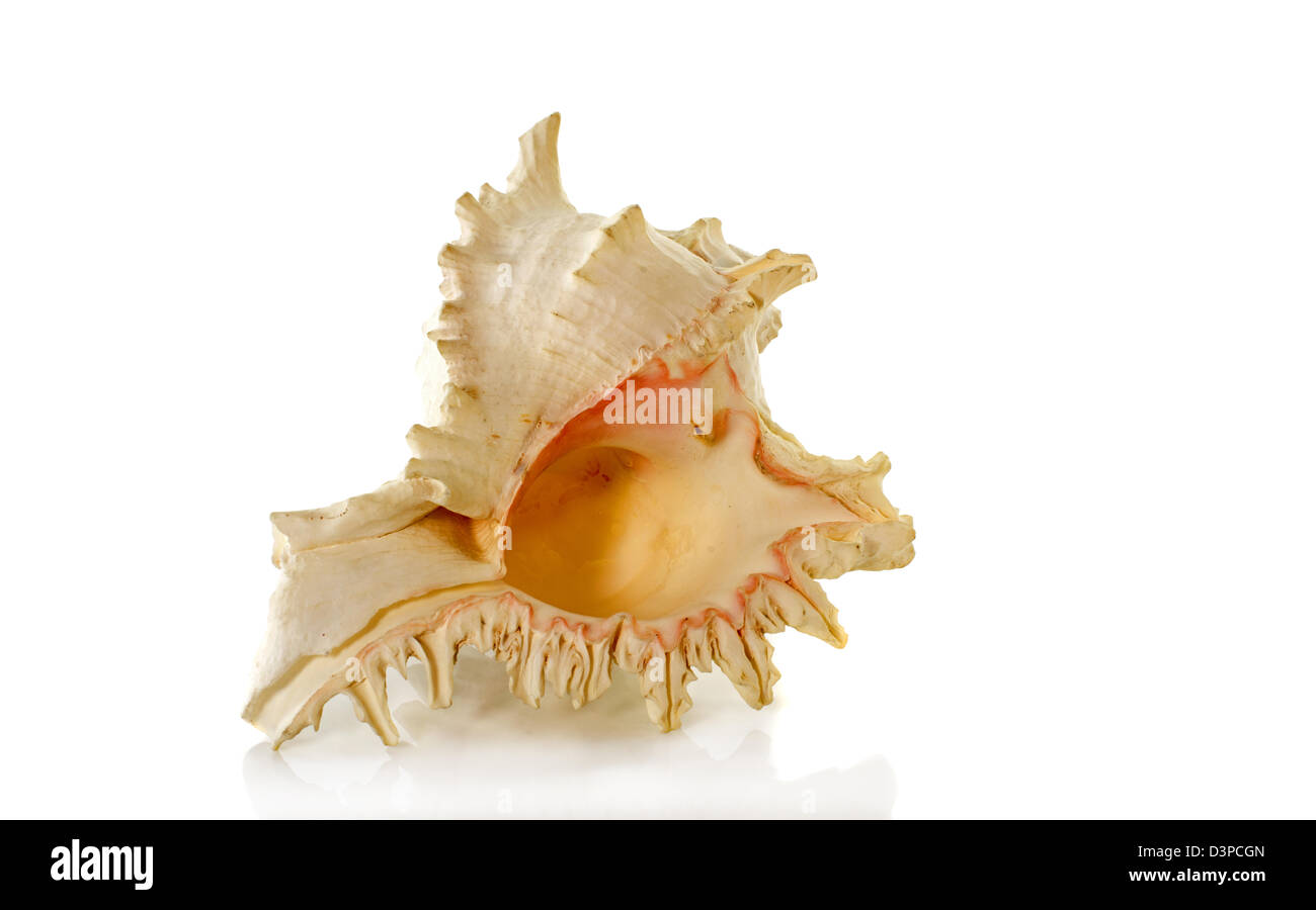 Conch shell horn hi-res stock photography and images - Alamy