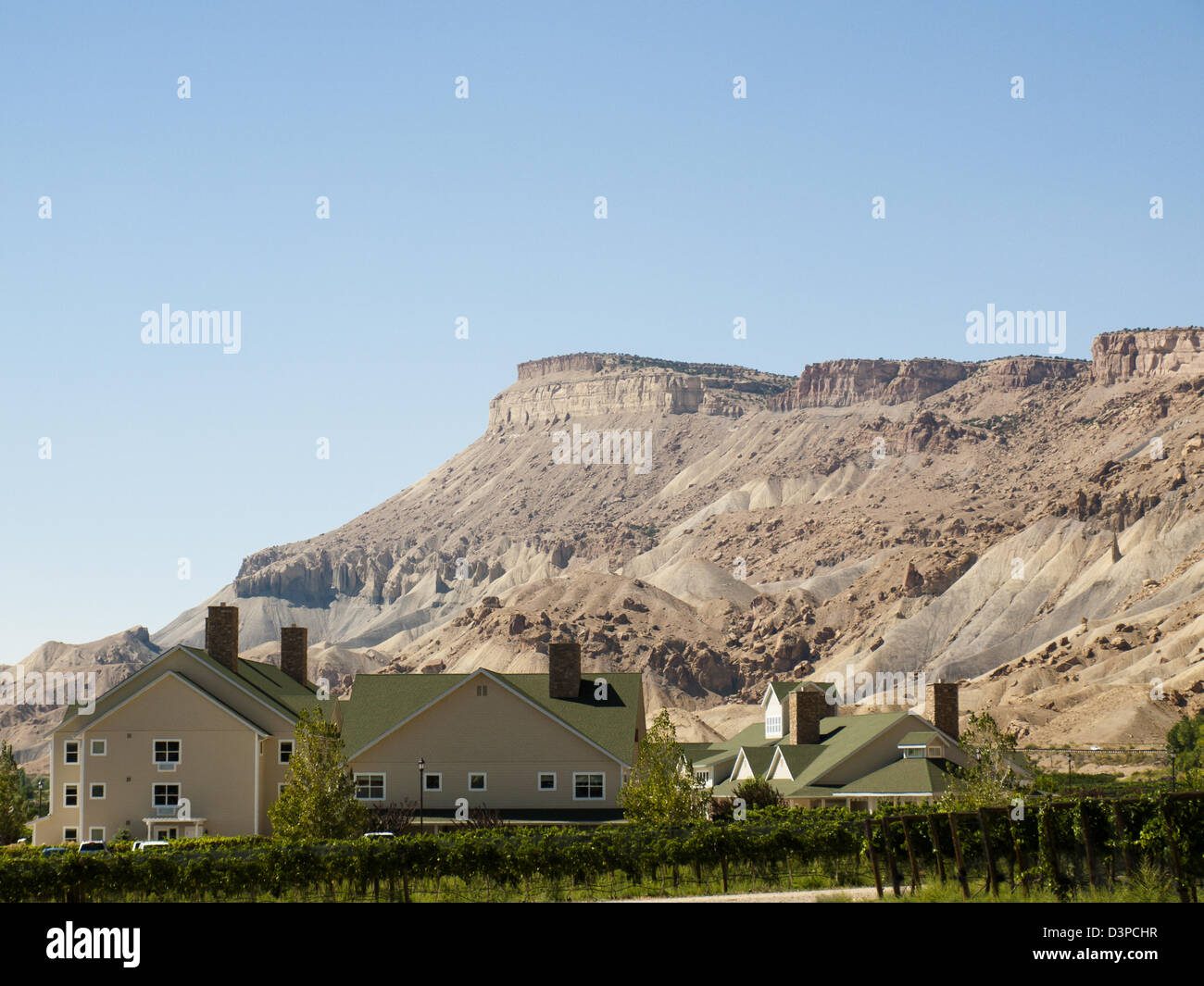 Vineyard at harvest time in Palisade, Colorado Stock Photo - Alamy