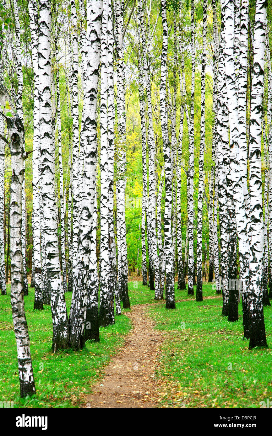 Birch grove hi-res stock photography and images - Alamy