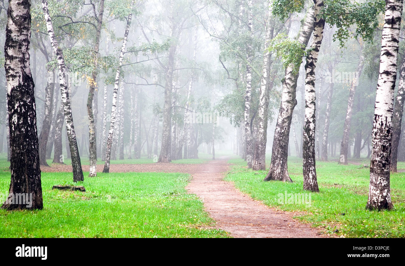Autumn deep fog in the morning birch grove Stock Photo - Alamy