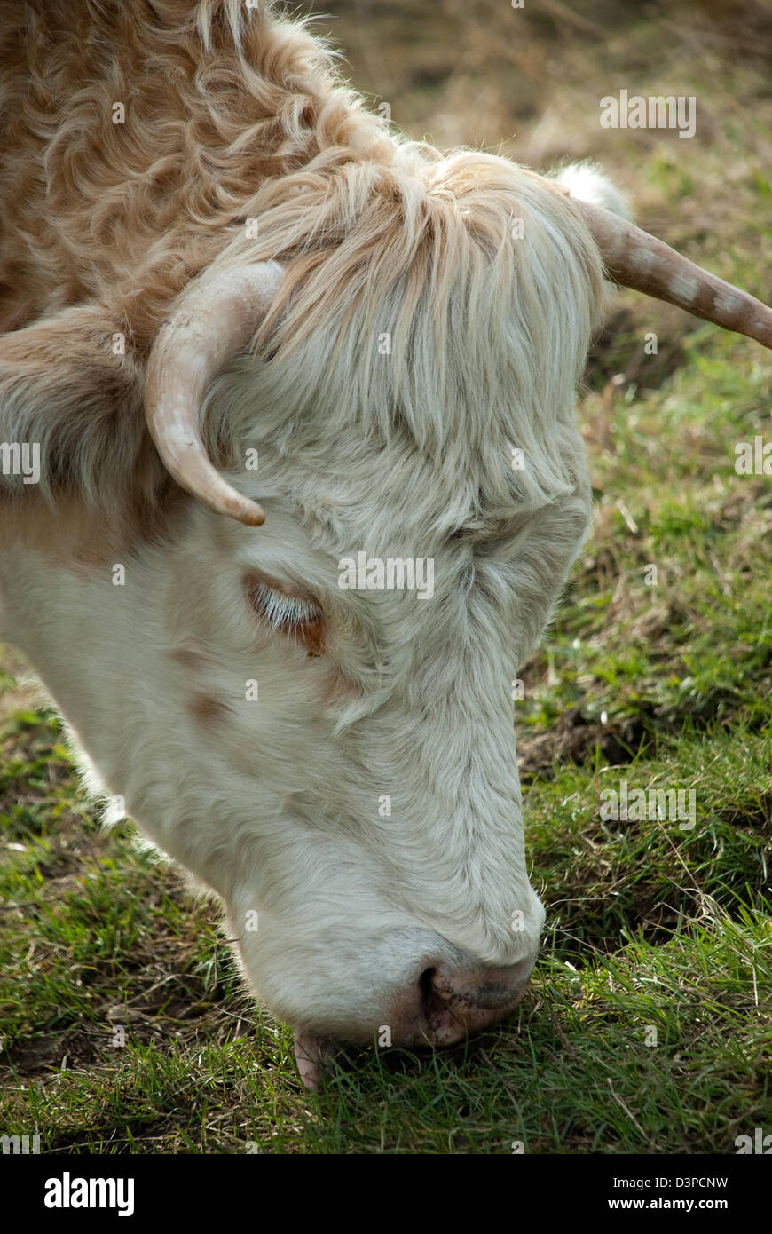 Ruminating cow hi-res stock photography and images - Alamy