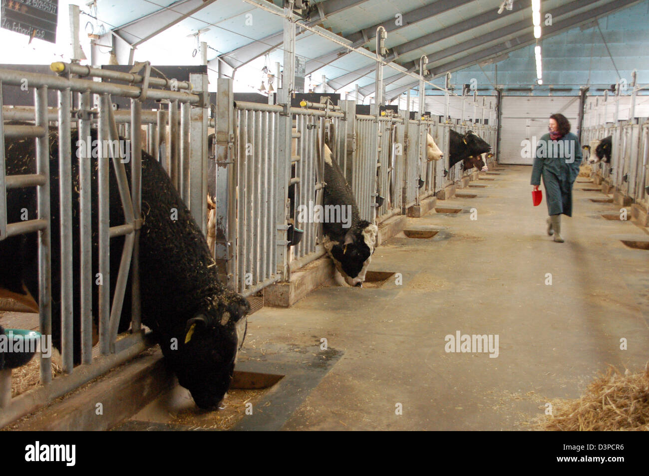 Prime breeding bulls stand in their cages on the cattle breeding farm ...