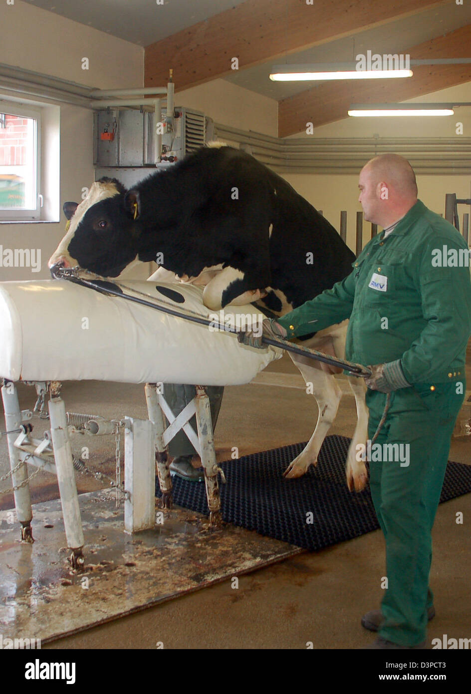 Prime breeding bull in mating action on the cattle breeding farm in ...