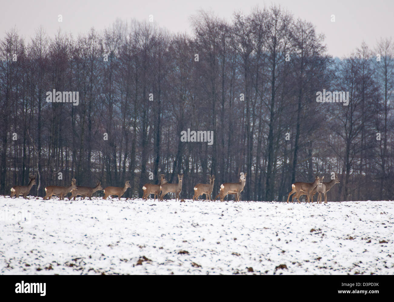 Herd of deer Stock Photo - Alamy