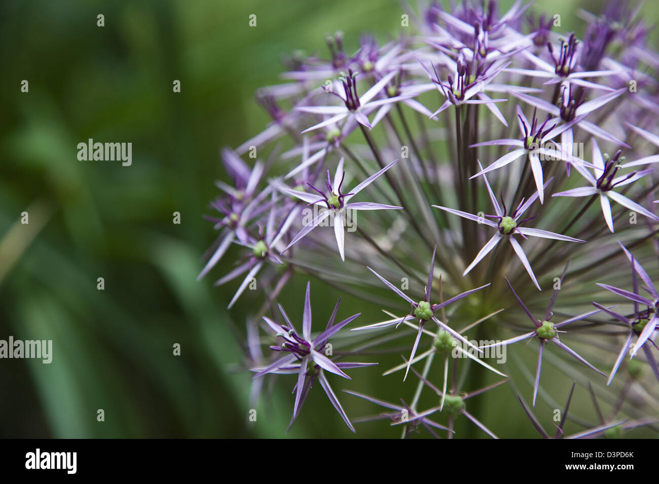 Close up detail of Allium Christophii Stock Photo - Alamy