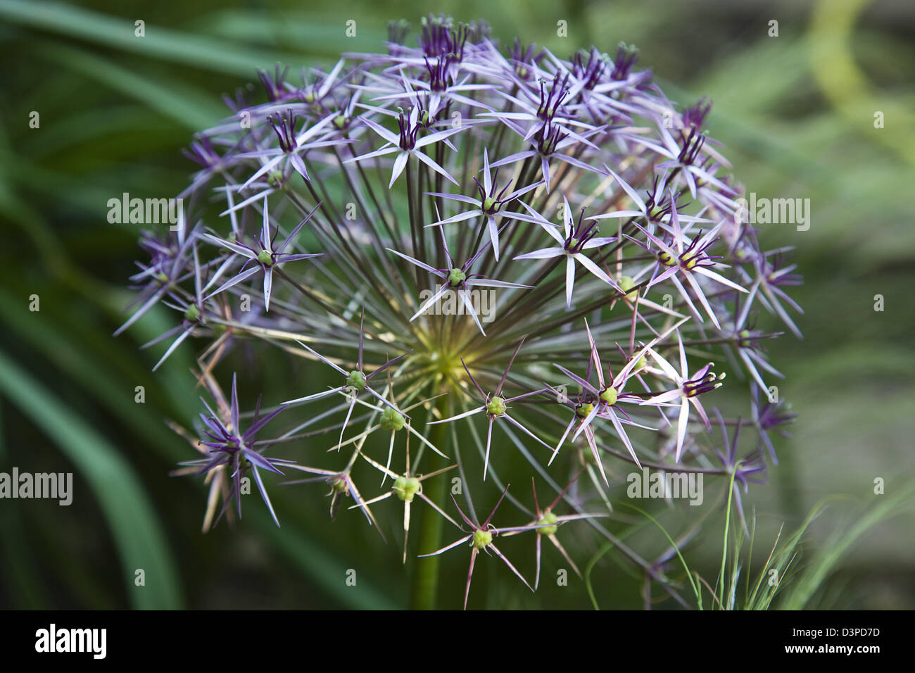 Close up detail of Allium Christophii Stock Photo - Alamy