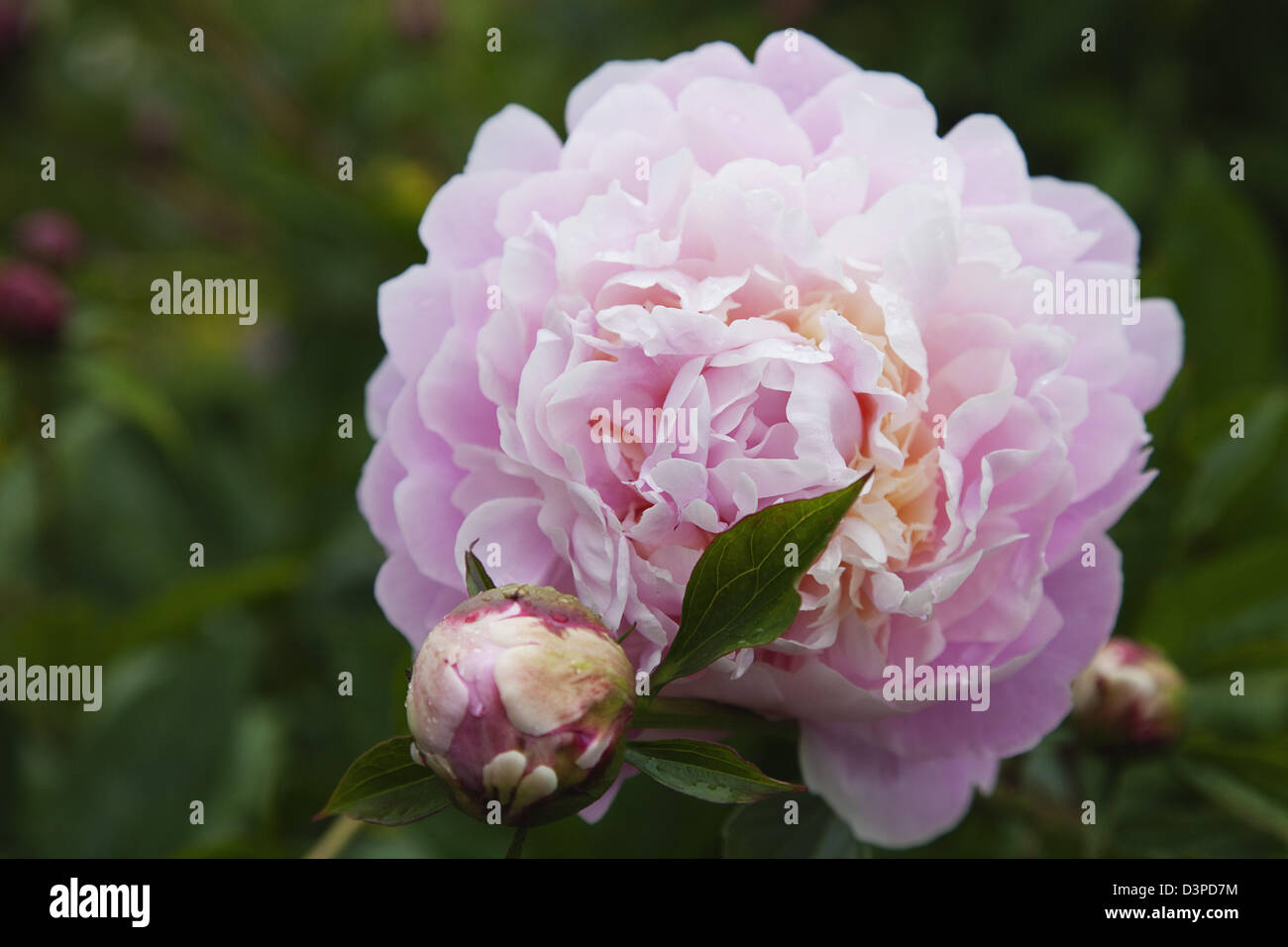 Close up of Pink Peony Flower Stock Photo - Alamy