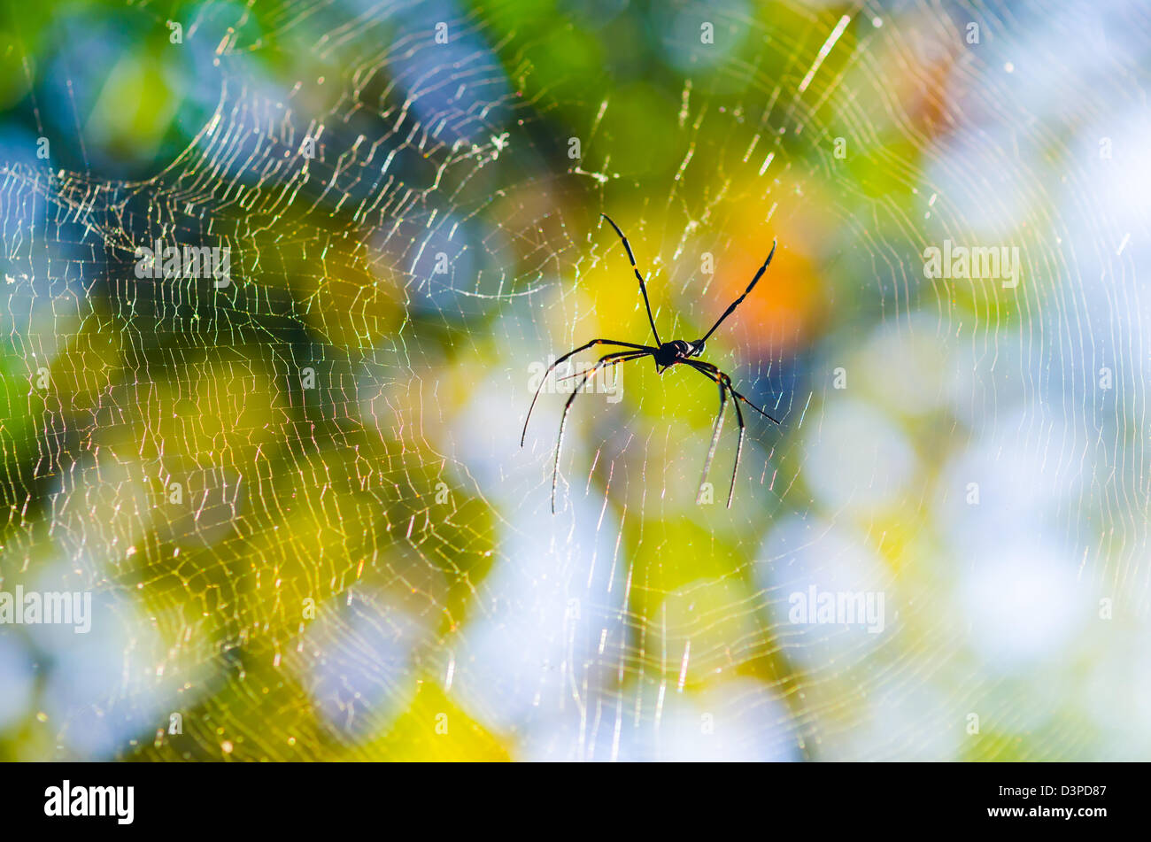 Spider and web in the nature or in the garden Stock Photo - Alamy