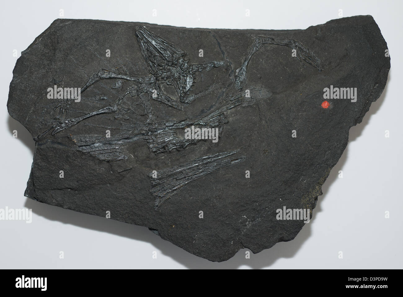 Coelurosauravus fossil hi-res stock photography and images - Alamy