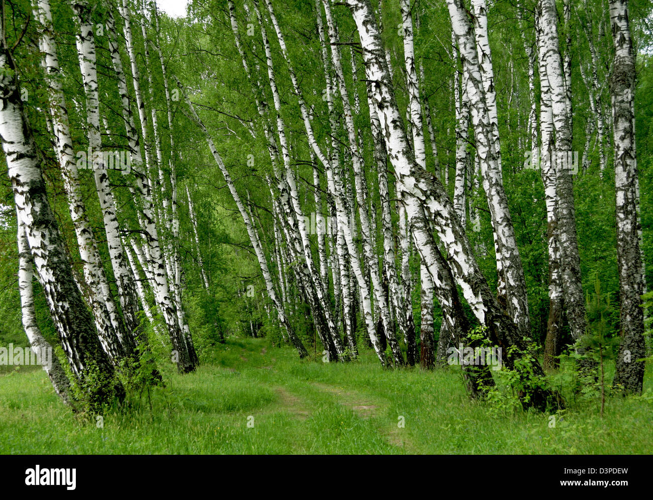 Birch trees in a summer forest Stock Photo - Alamy