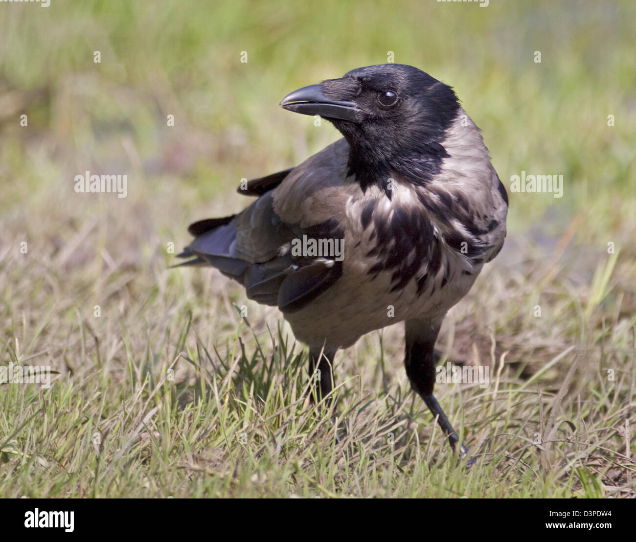 Hooded Crow (corvus cornix), Northern Italy Stock Photo - Alamy