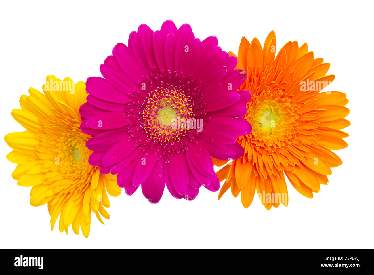 Gerber Daisy isolated on white background Stock Photo - Alamy