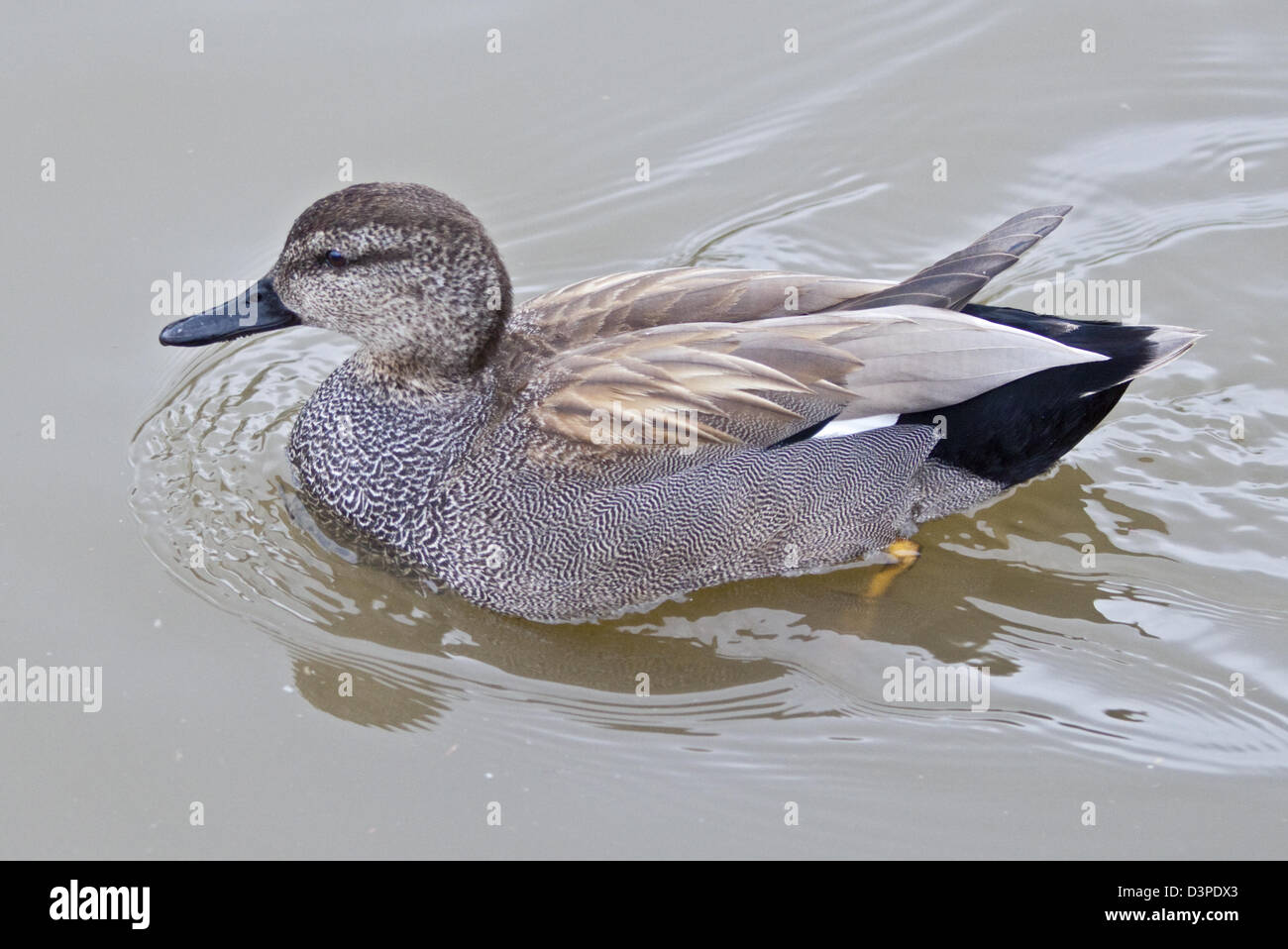 Gadwall Duck male (anas strepera Stock Photo - Alamy