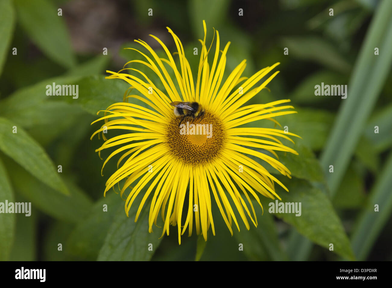 Inula hookeri flower hi-res stock photography and images - Alamy