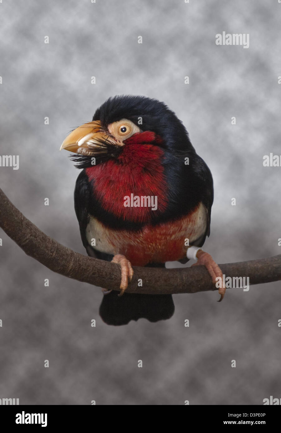Bearded Barbet ( lybius dubius Stock Photo - Alamy