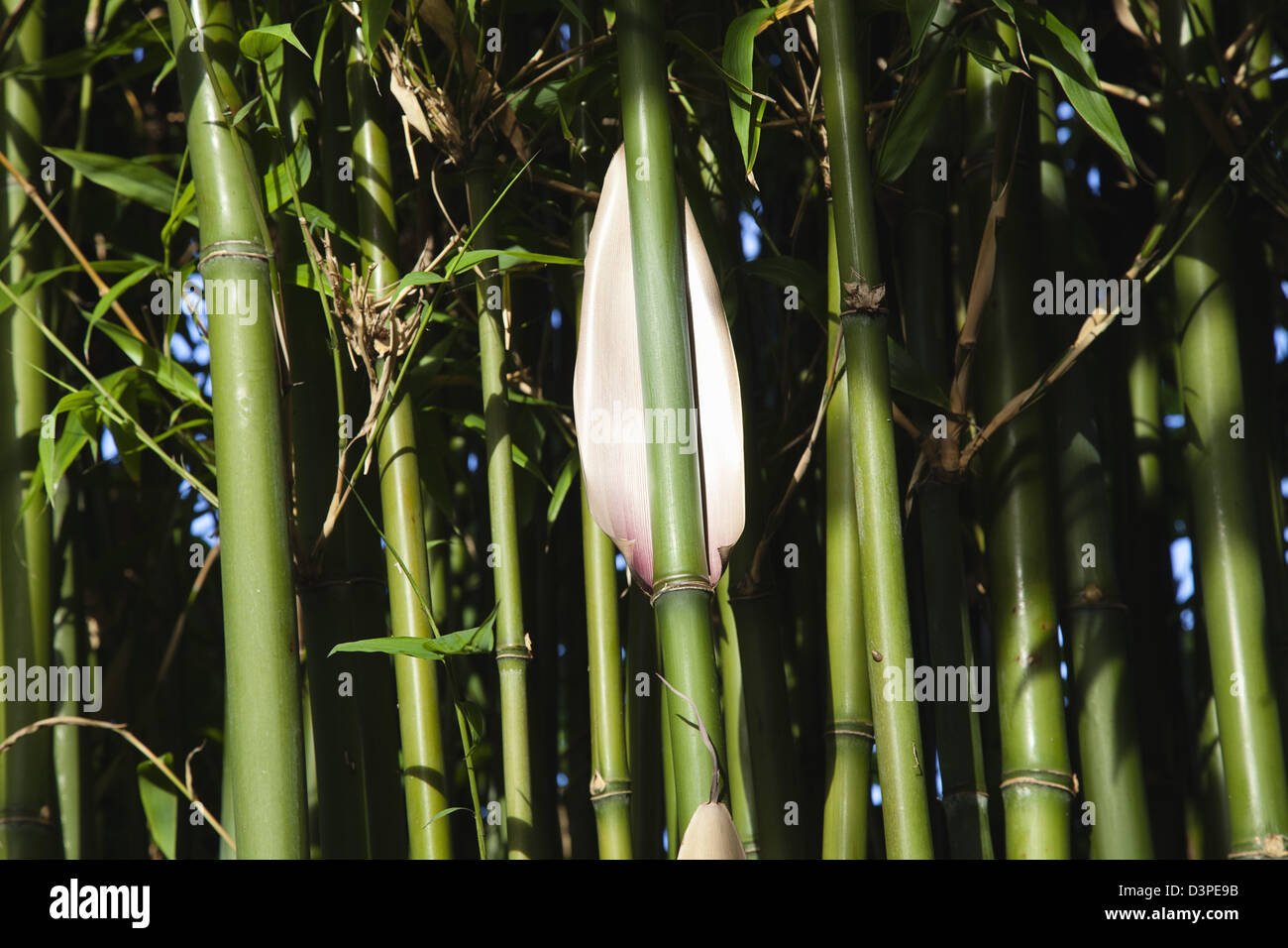 Close up of Semiarundinaria Fastuosa Bamboo growing in urban garden ...