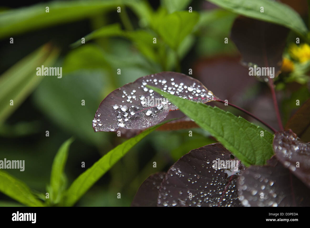 Water droplets on leaves of Smoke Bush, Cotinus Grace plant Stock Photo ...