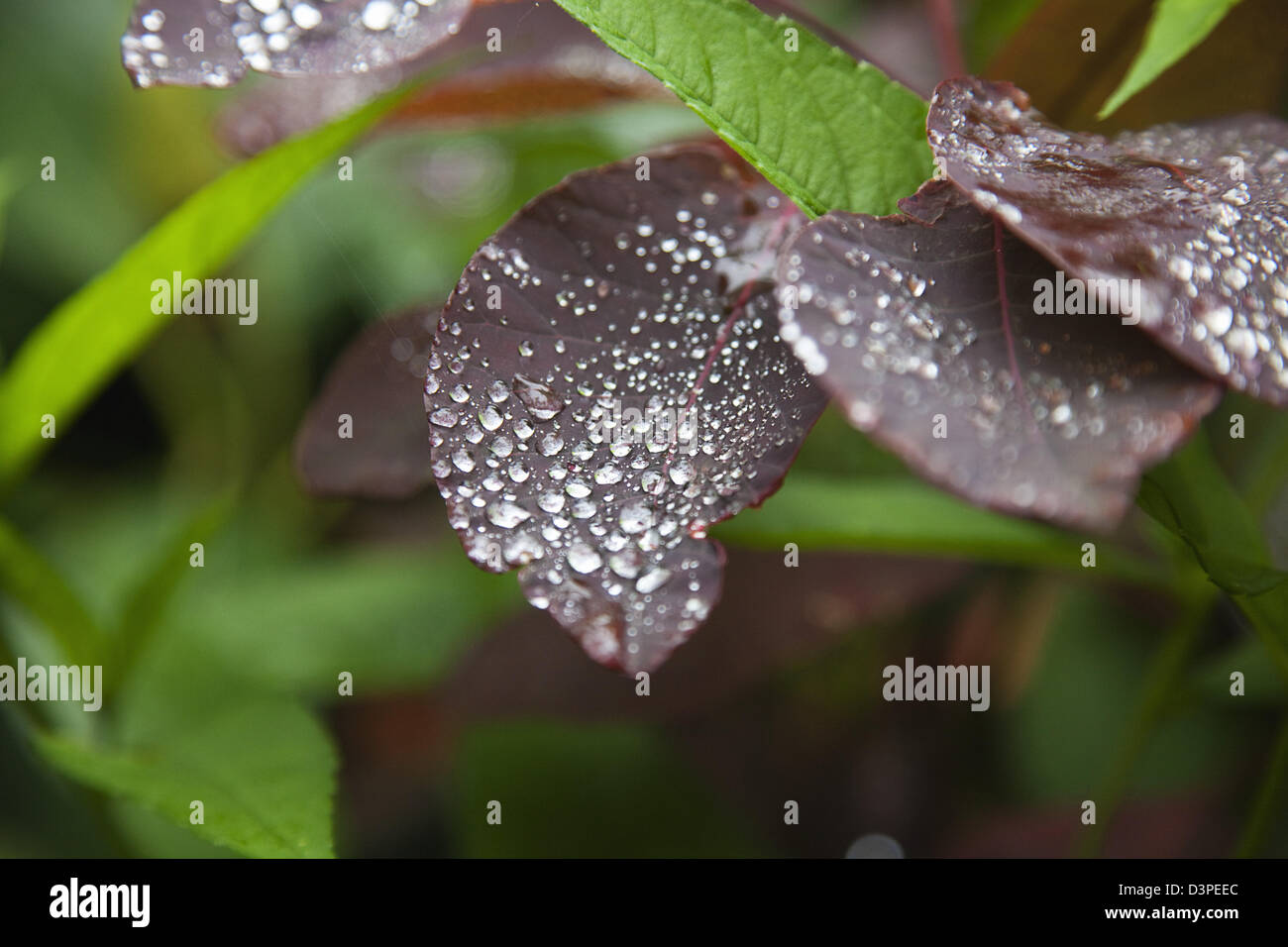 Water droplets on leaves of Smoke Bush, Cotinus Grace plant Stock Photo ...