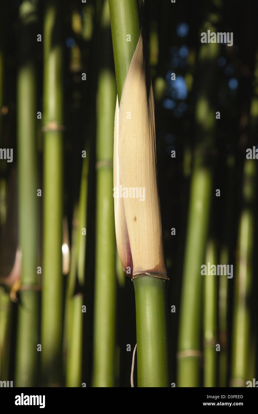 Close up of Semiarundinaria Fastuosa Bamboo growing in urban garden ...