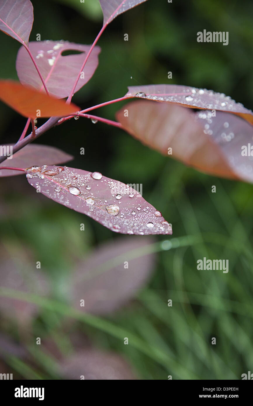 Water droplets on leaves of Smoke Bush, Cotinus Grace plant Stock Photo ...
