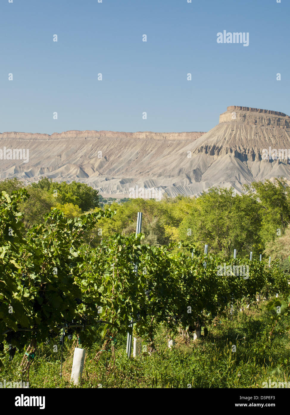Palisade colorado hi-res stock photography and images - Alamy