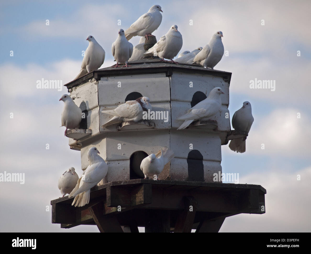 White doves at home Stock Photo - Alamy