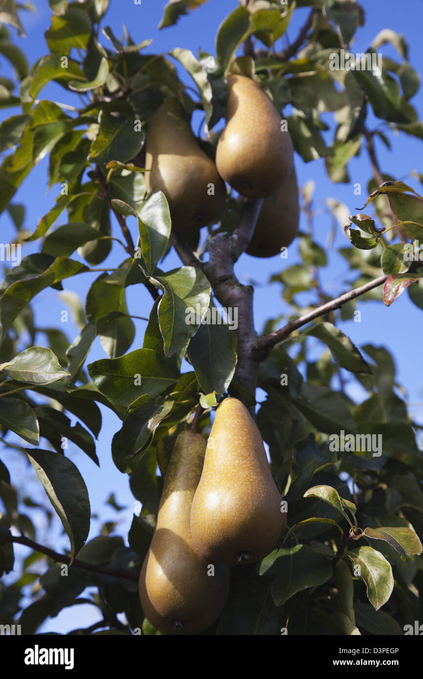 Pears growing english orchard hi-res stock photography and images - Alamy