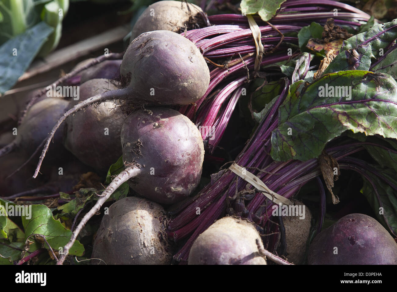 England, West Sussex, Funtingdon, Beetroot on sale in farm shop Stock ...