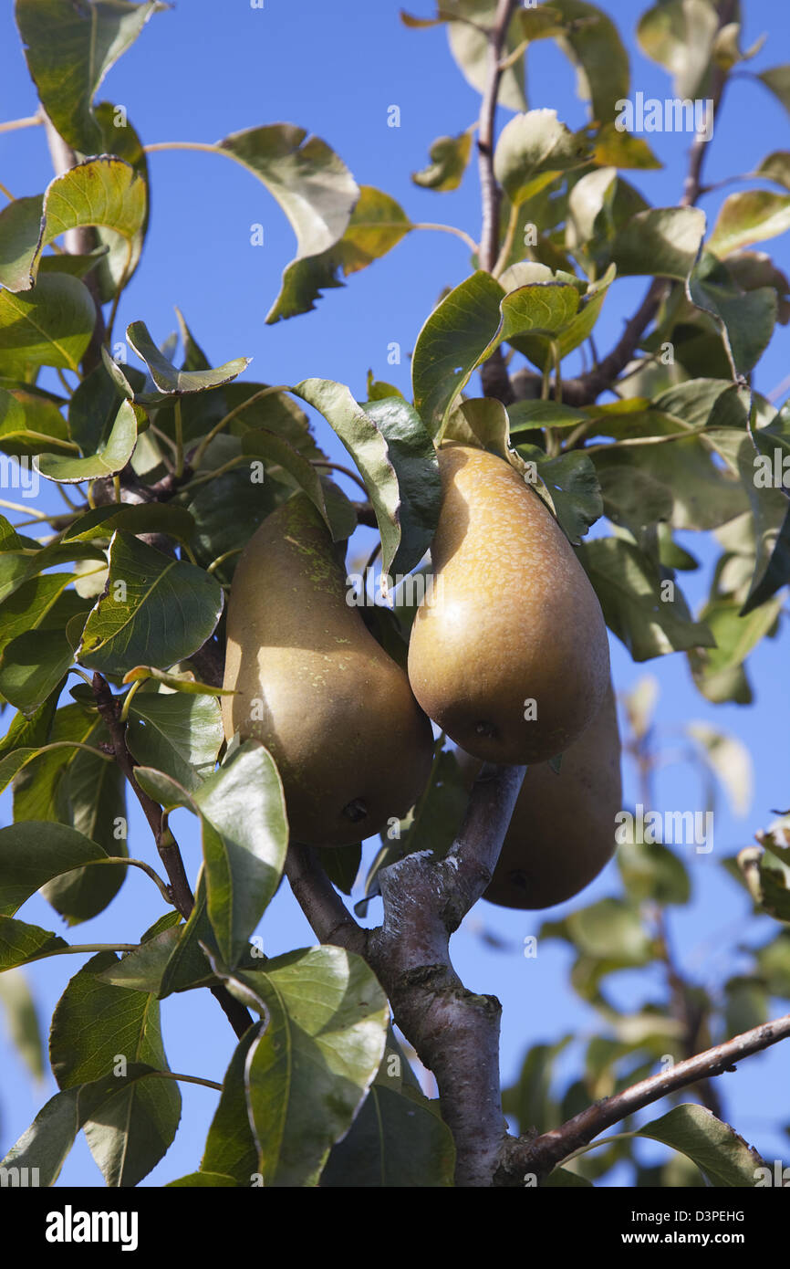 Conference Pears growing on tree Stock Photo - Alamy