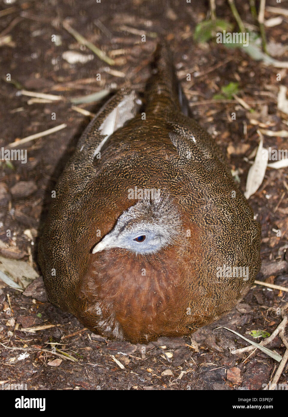 Great Argus / Malayan Great Argus Pheasant (argusianus argus Stock ...