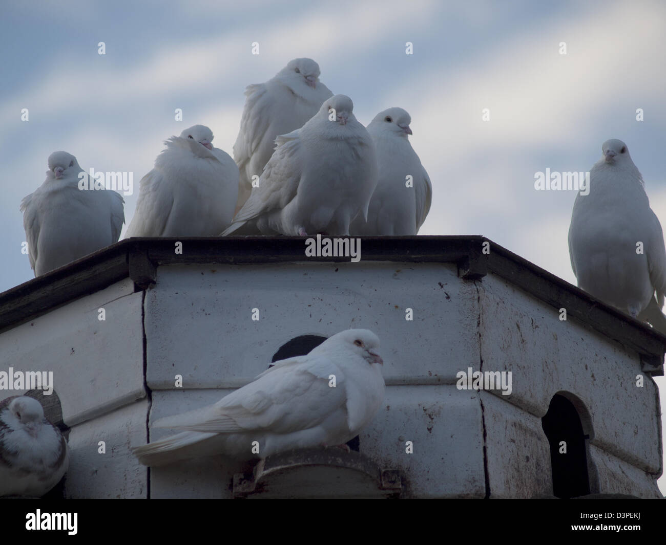 White doves at home Stock Photo - Alamy