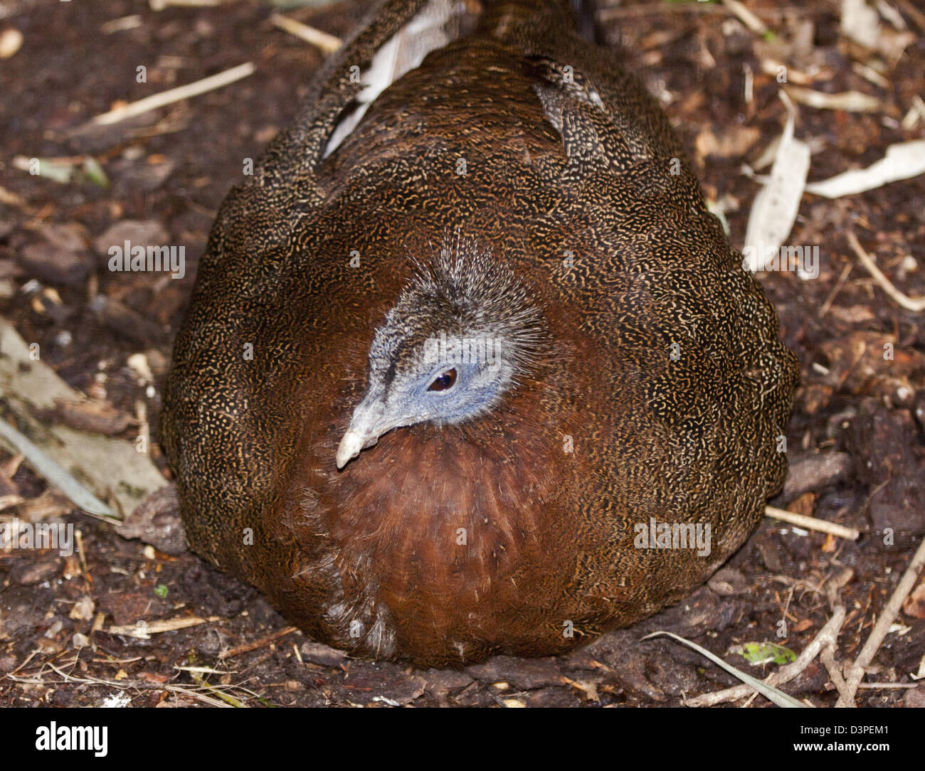 Great Argus / Malayan Great Argus Pheasant (argusianus argus Stock ...