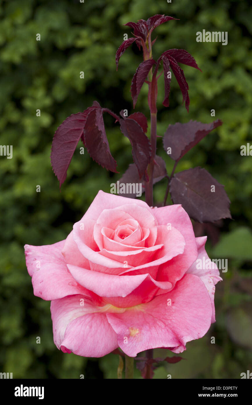 Teehybrid-Rose "Sylvia", Rosa, Rosaceae Stock Photo - Alamy